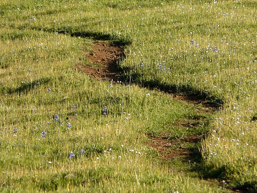 Tradition and the Calf Path – Considering the Bible