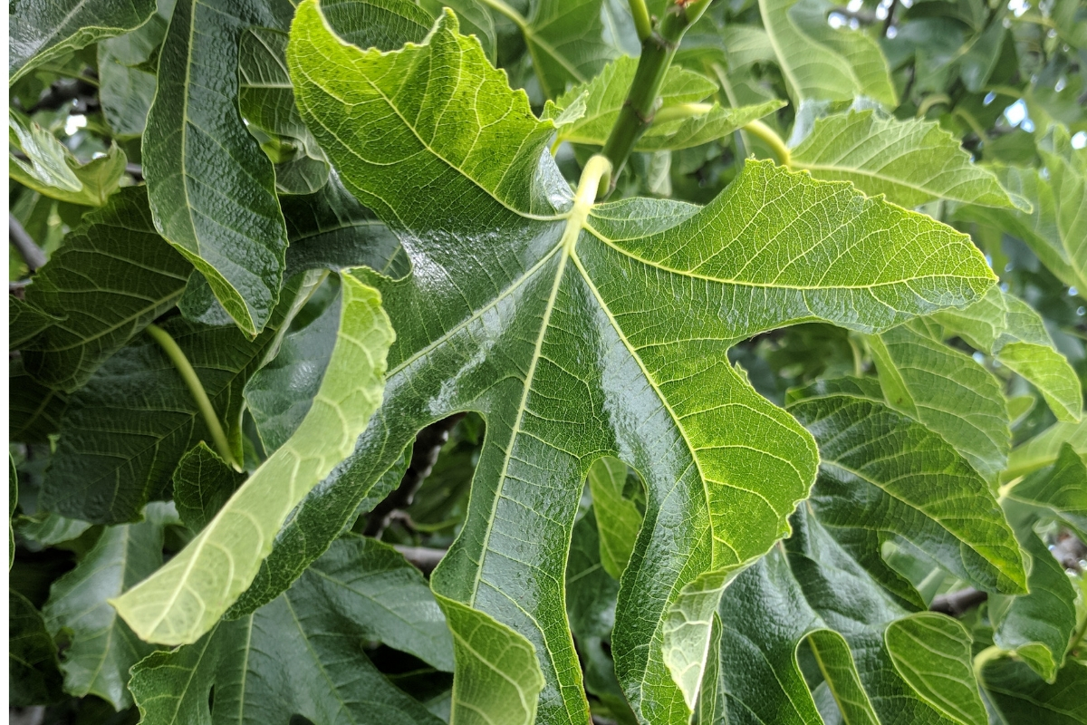 Parable Surprises – The Unfruitful Fig Tree – Considering the Bible