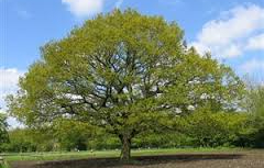 Parable Surprises – The Mustard Seed – Considering the Bible